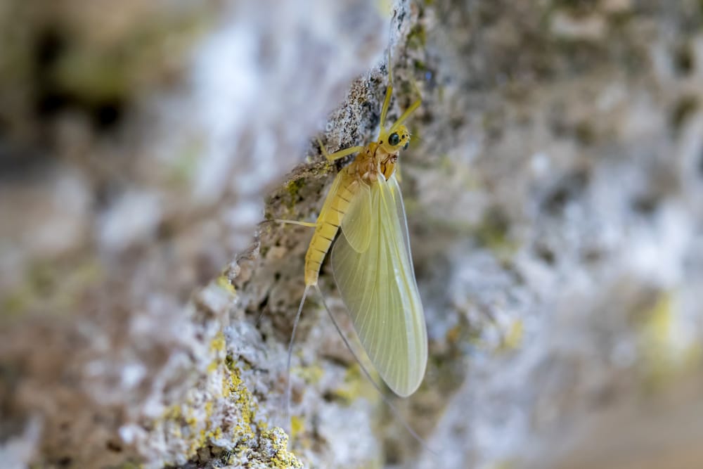 Fly Fishing: My Wild Escape – The Outdoor Journal