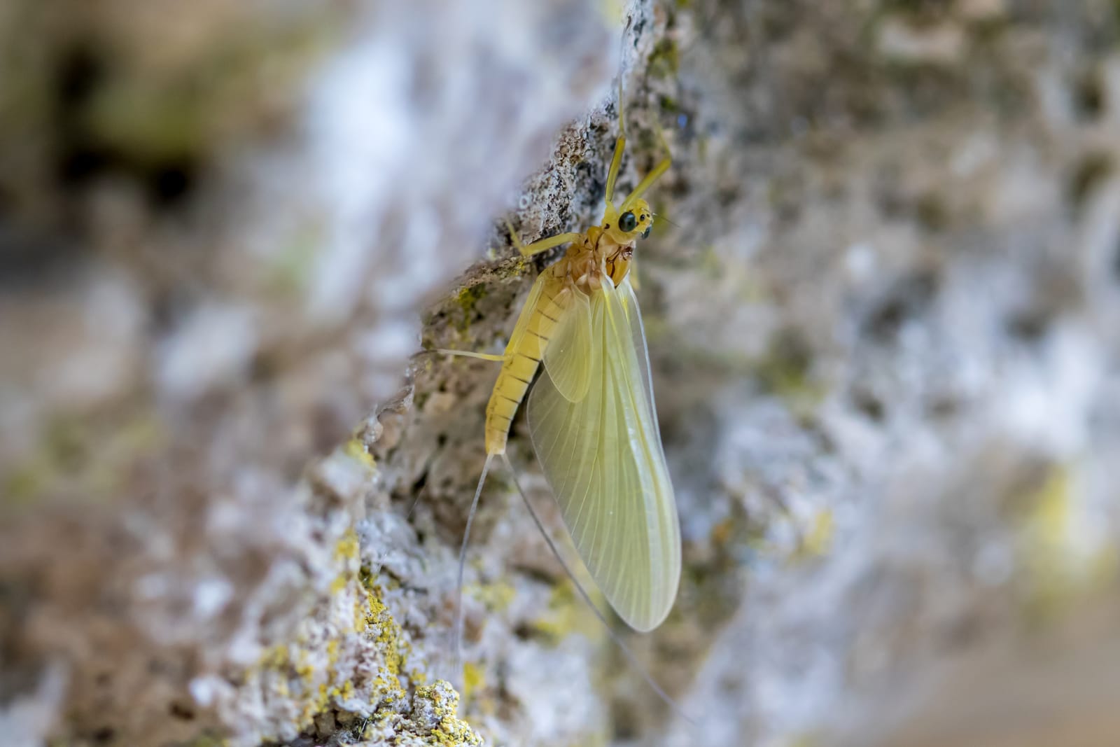 Fly Fishing: My Wild Escape – The Outdoor Journal