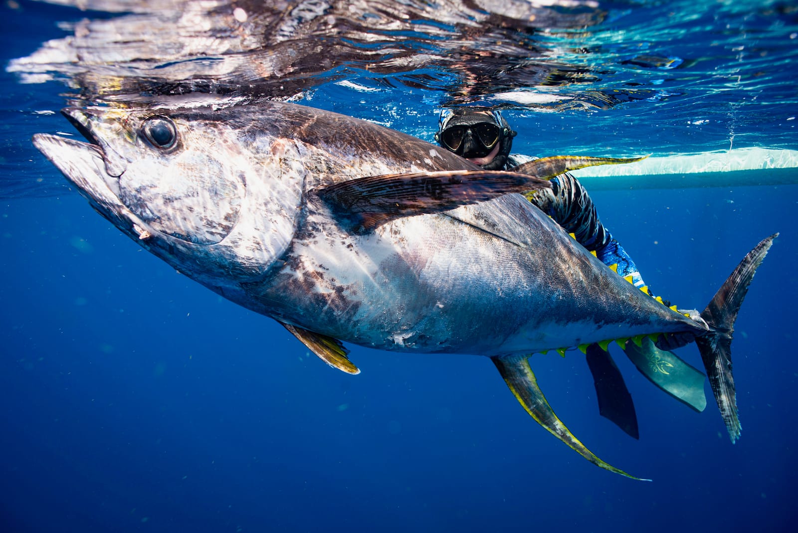 The Hunt For a Monster Tuna: Pelagic Renaissance – The Outdoor Journal