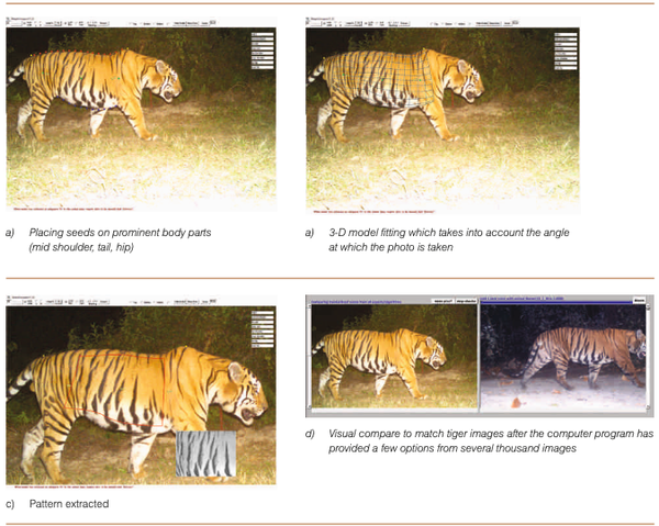 India’s Tiger Census sets a world record ahead of International Tiger’s ...