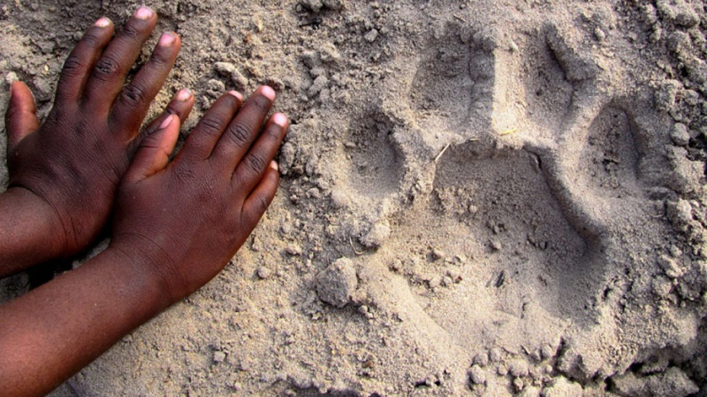 Lion Tech to Revive the Pride – The Outdoor Journal